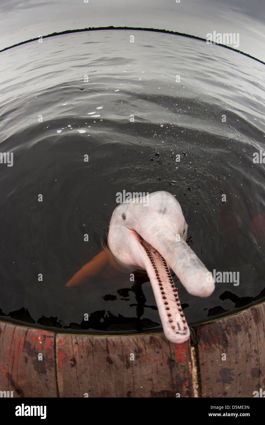 Amazon river dolphin Inia geoffrensis at black river Novo Airão city ...