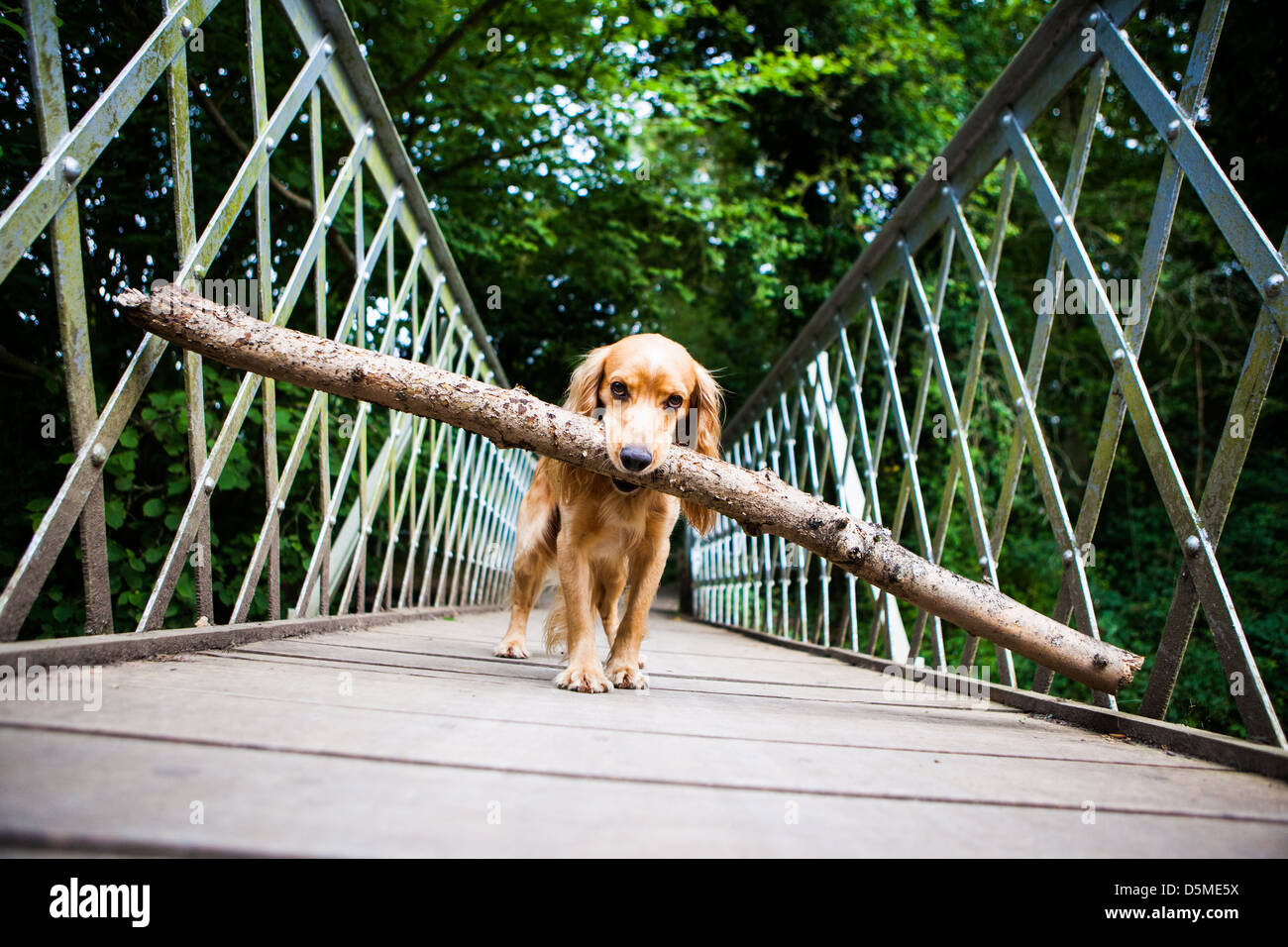 Cocker Spaniel Teeth High Resolution Stock Photography and Images - Alamy