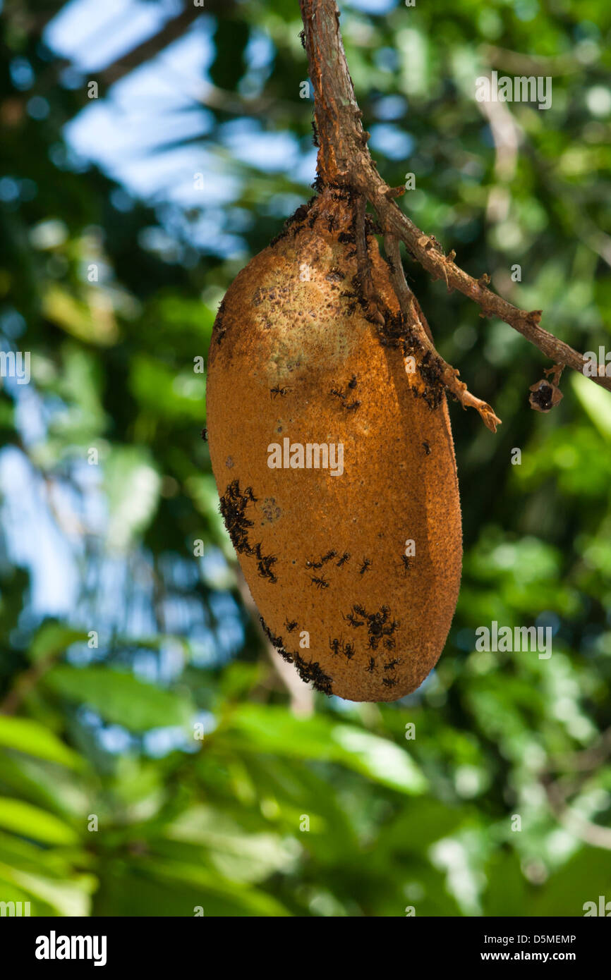 Cupuaçu fruit at tree. At Novo Airao, Amazonas state, Brazil Stock ...