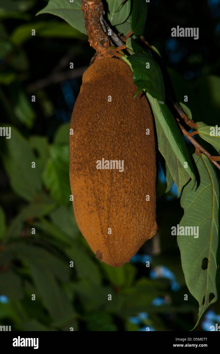 Cupuaçu fruit hi-res stock photography and images - Alamy