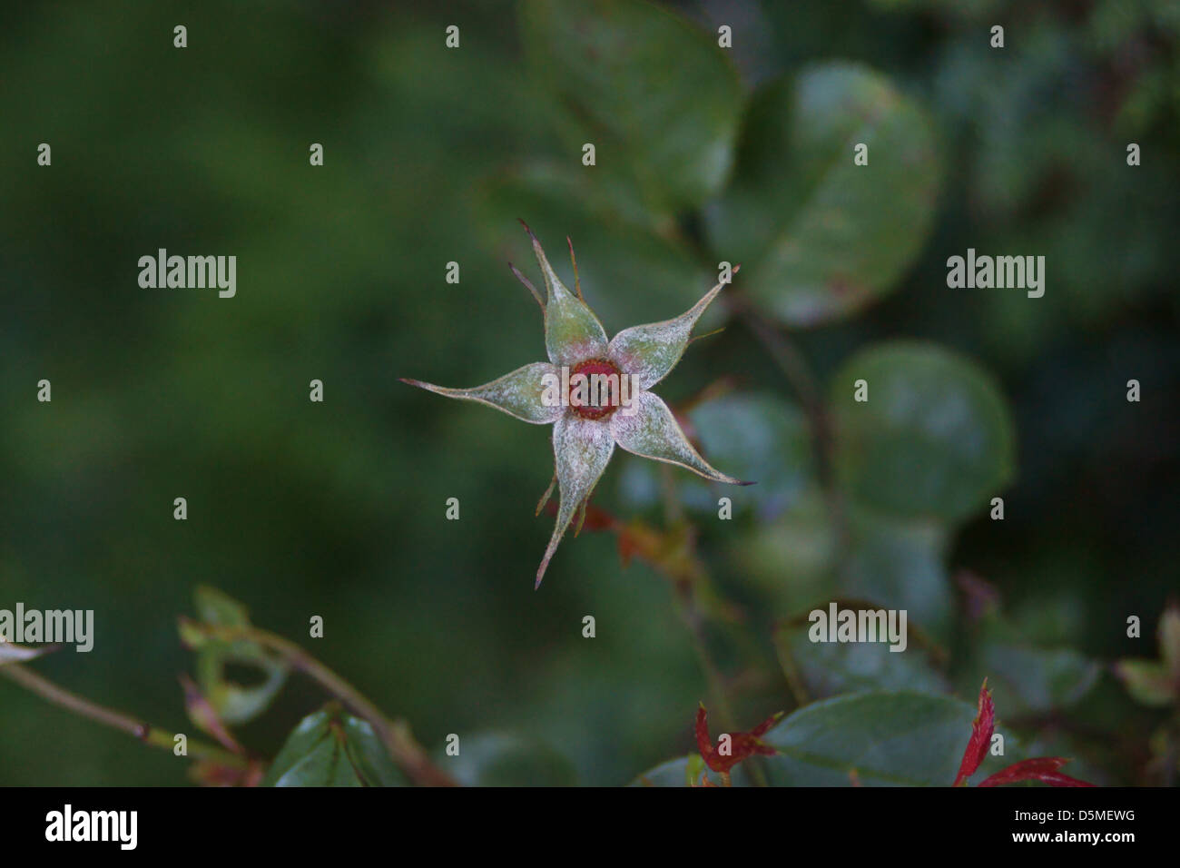 Star shaped leaves hi-res stock photography and images - Alamy