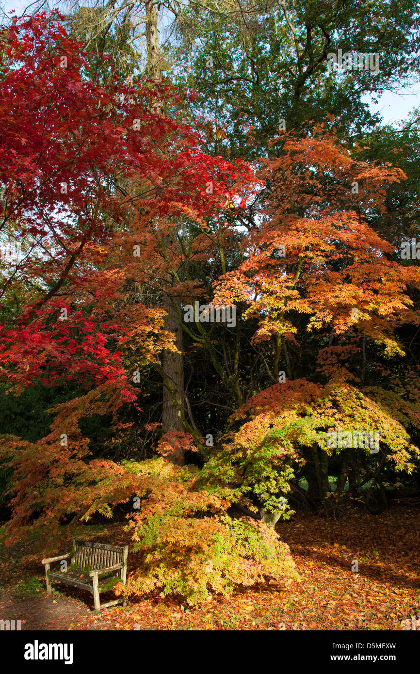 Autumn colour westonbirt hi-res stock photography and images - Alamy