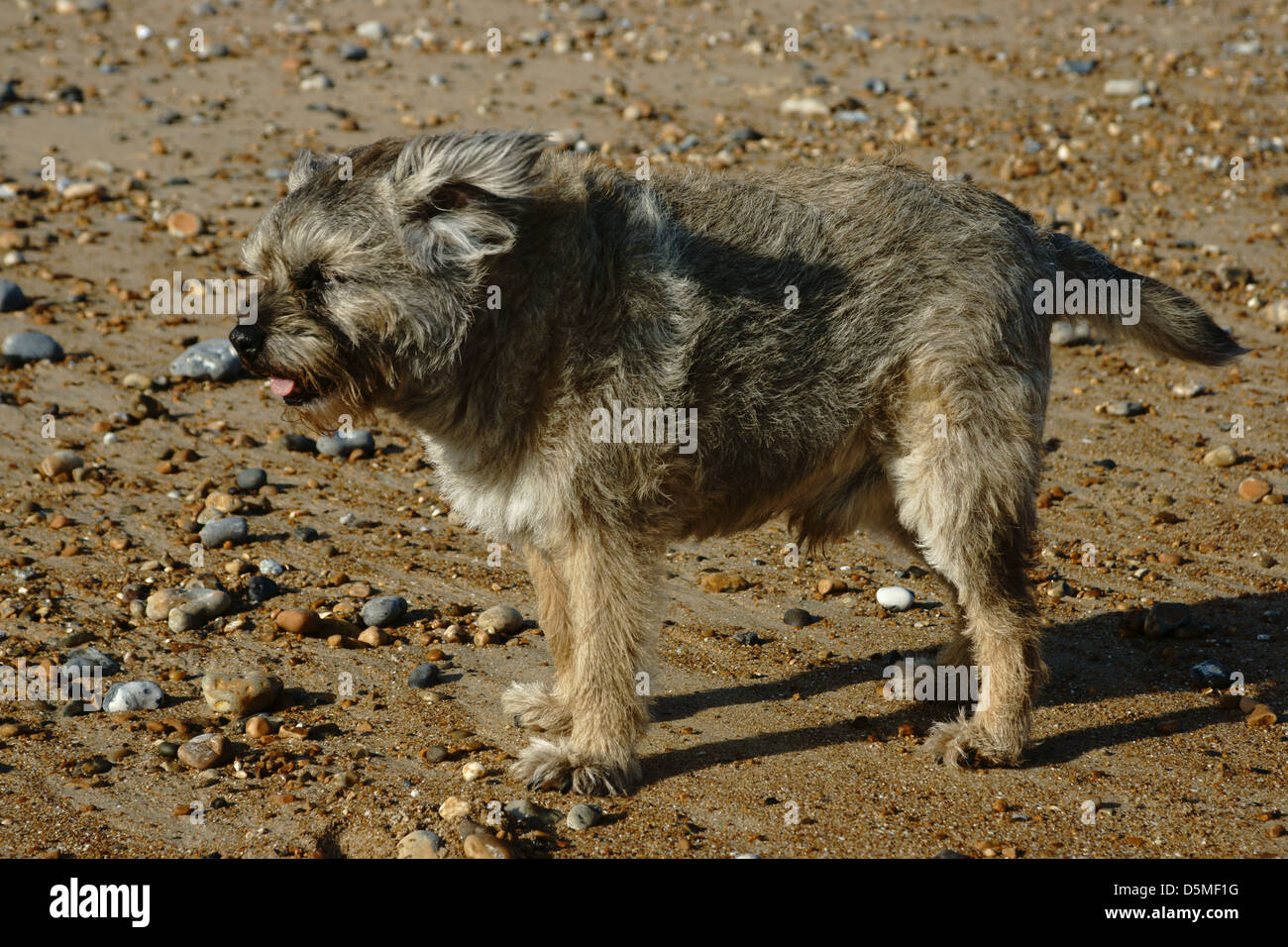 dog sitting beach windy ears flapping happy enjoying life Stock Photo ...