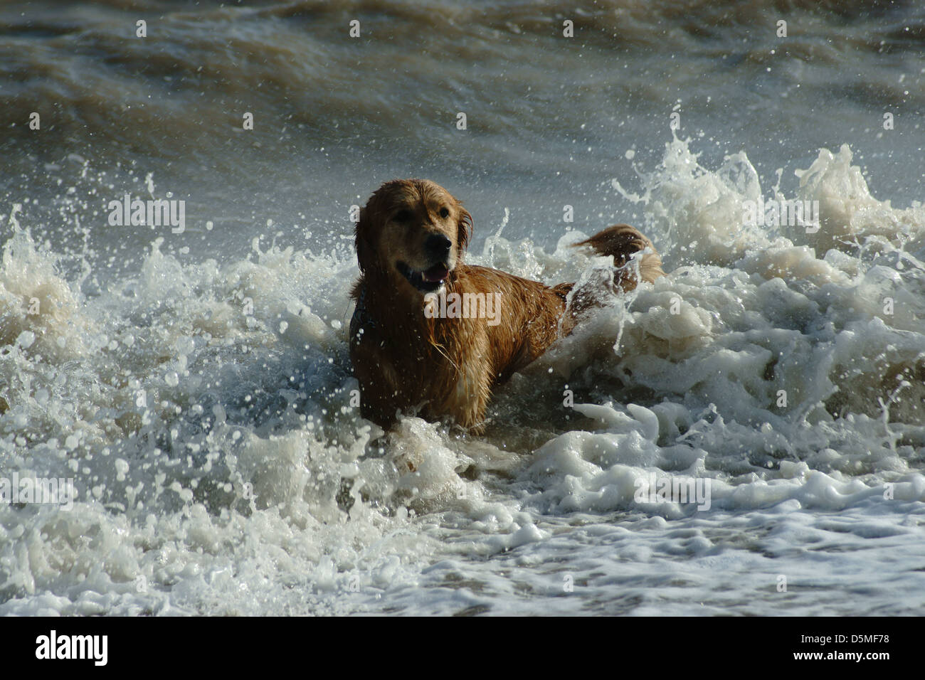 labrador golden retriever waves water happy spalshing round Stock Photo ...