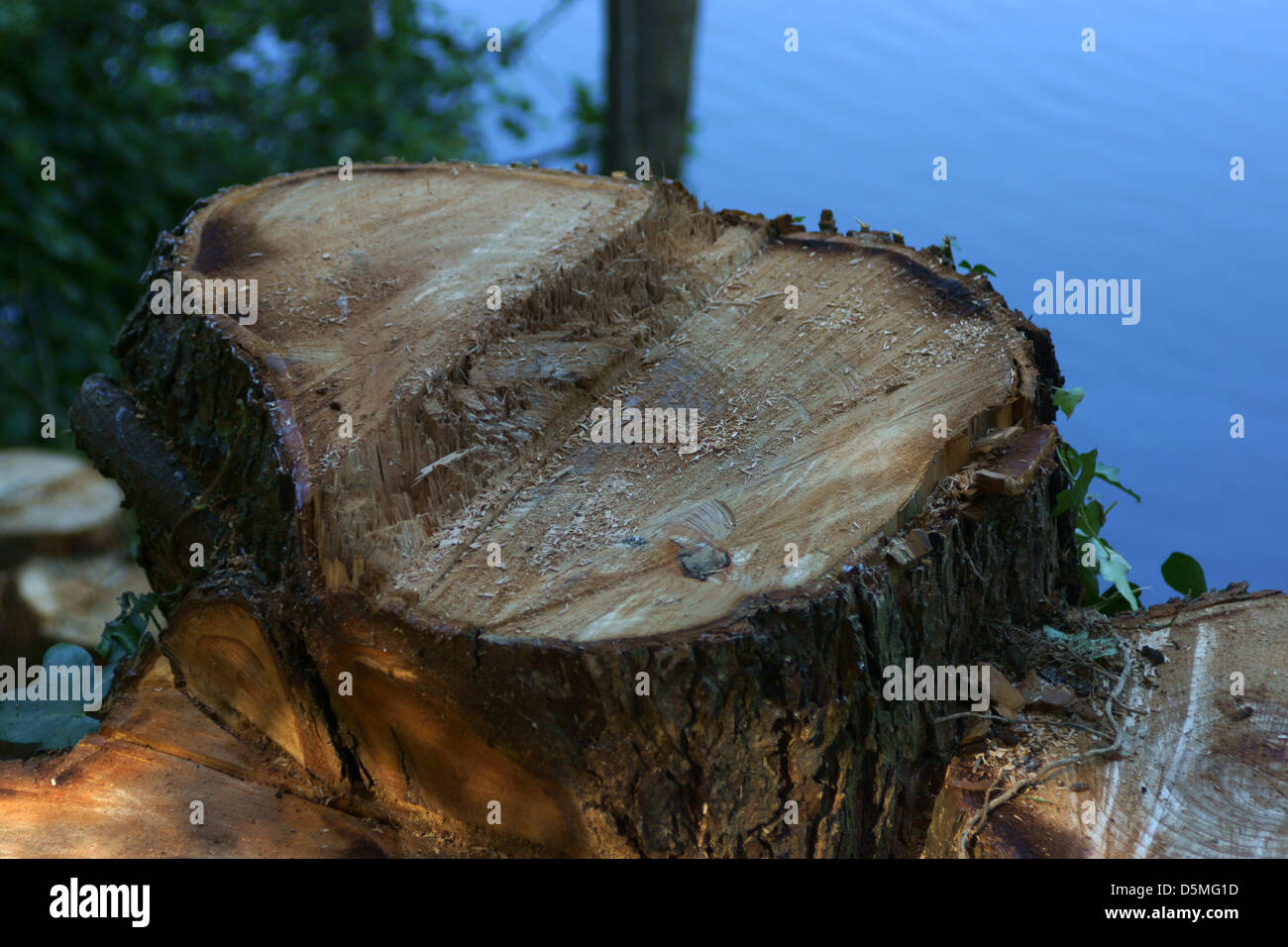 Logging tree rings newly cut down blue water Stock Photo - Alamy