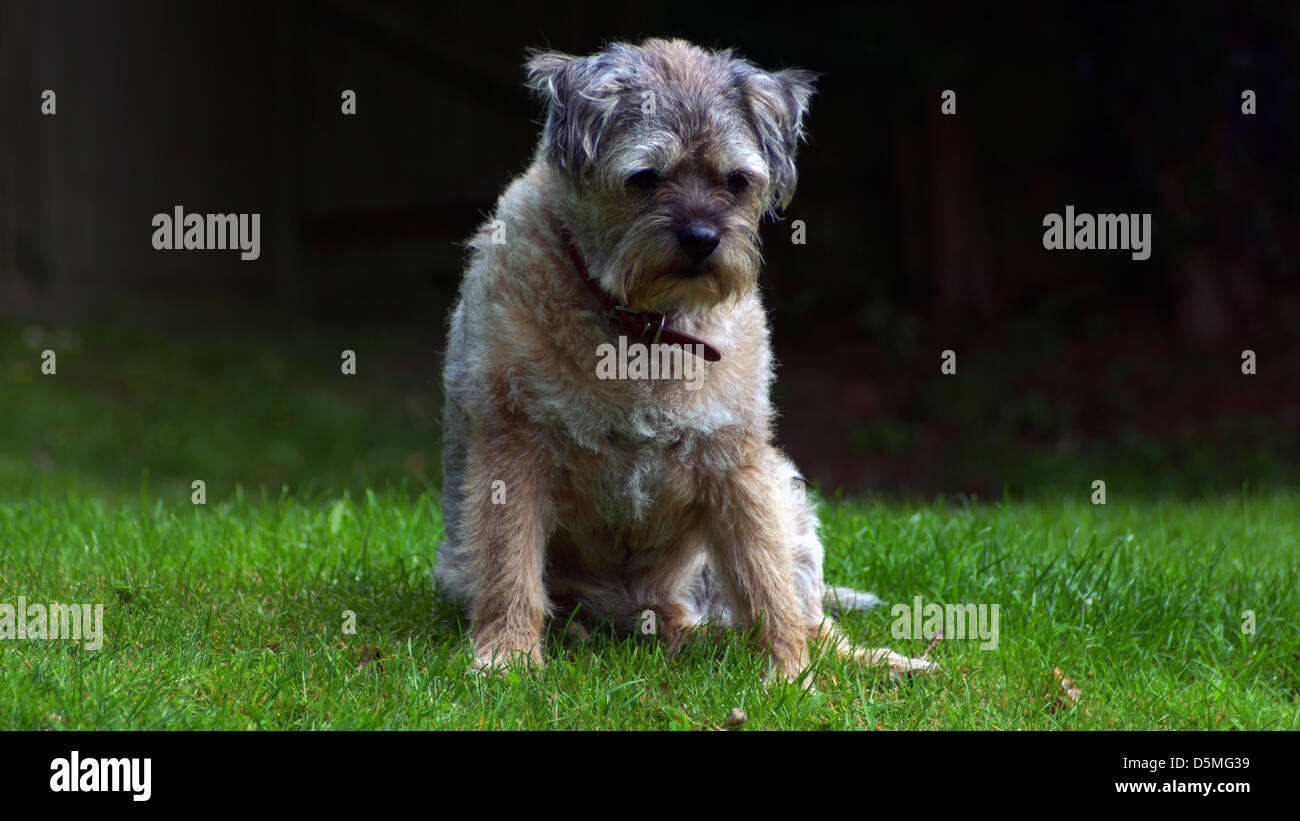 Dog sitting outside grass backyard fence border terrier Stock Photo - Alamy