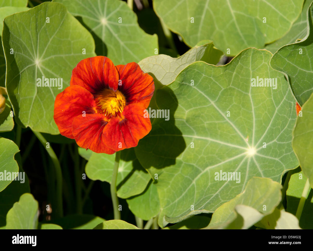 Nasturtium empress of india hi-res stock photography and images - Alamy