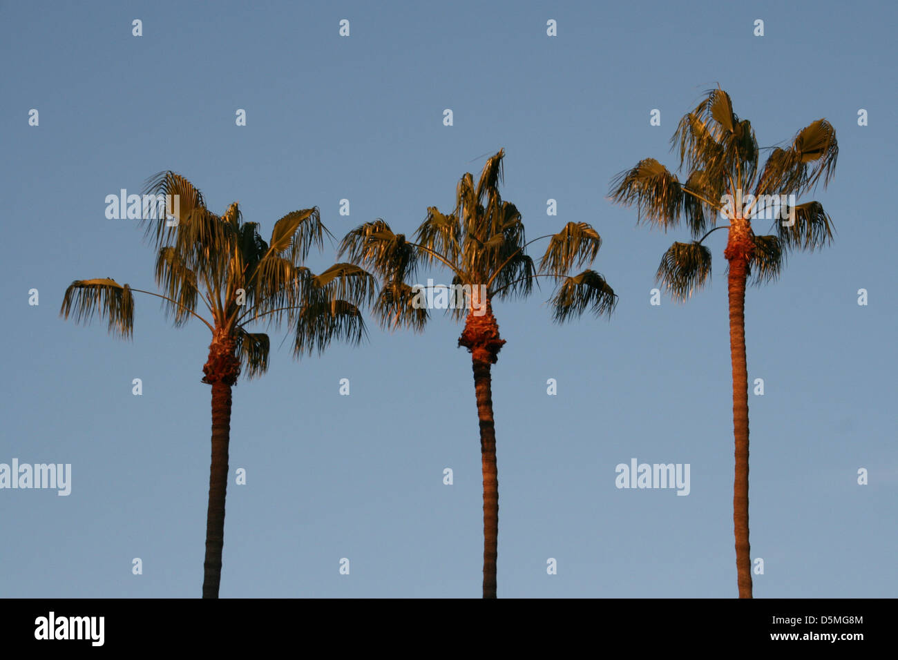 Three palm trees hi-res stock photography and images - Alamy