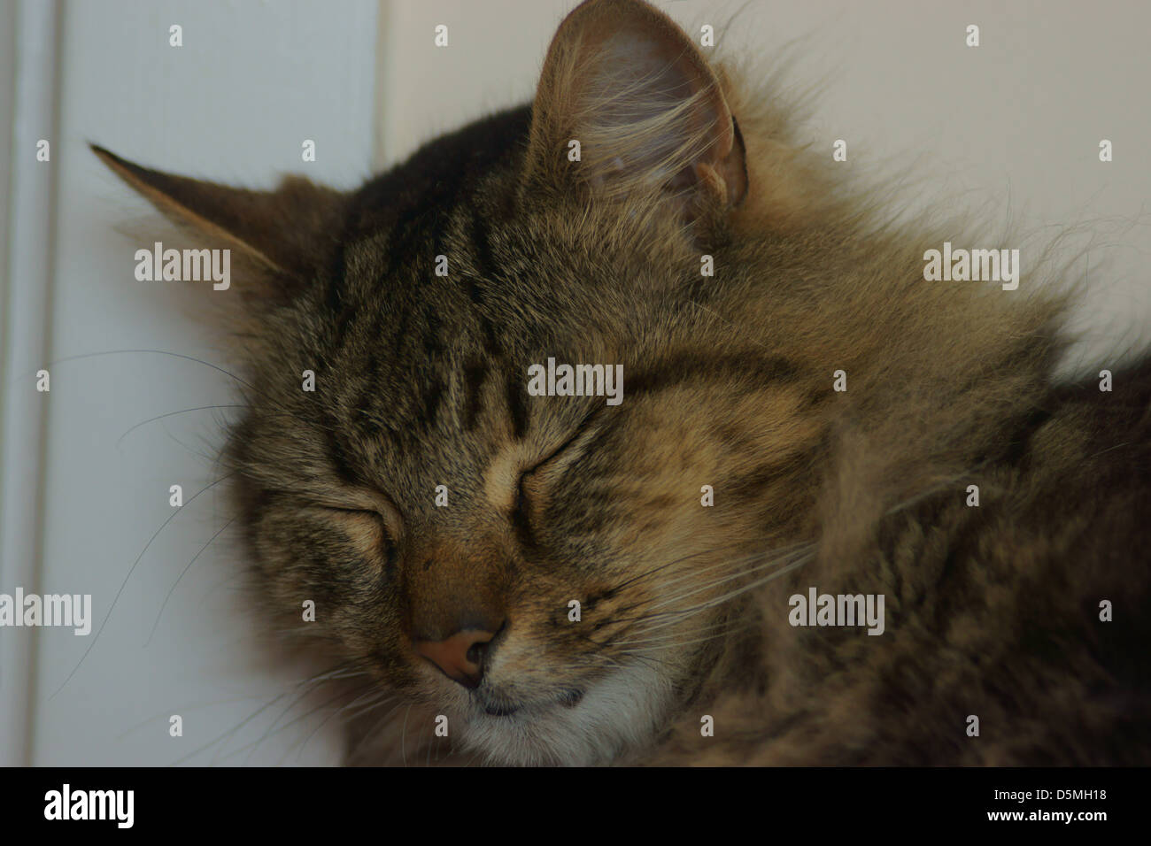 Cat sleeping nose ear face whiskers wall head Stock Photo - Alamy