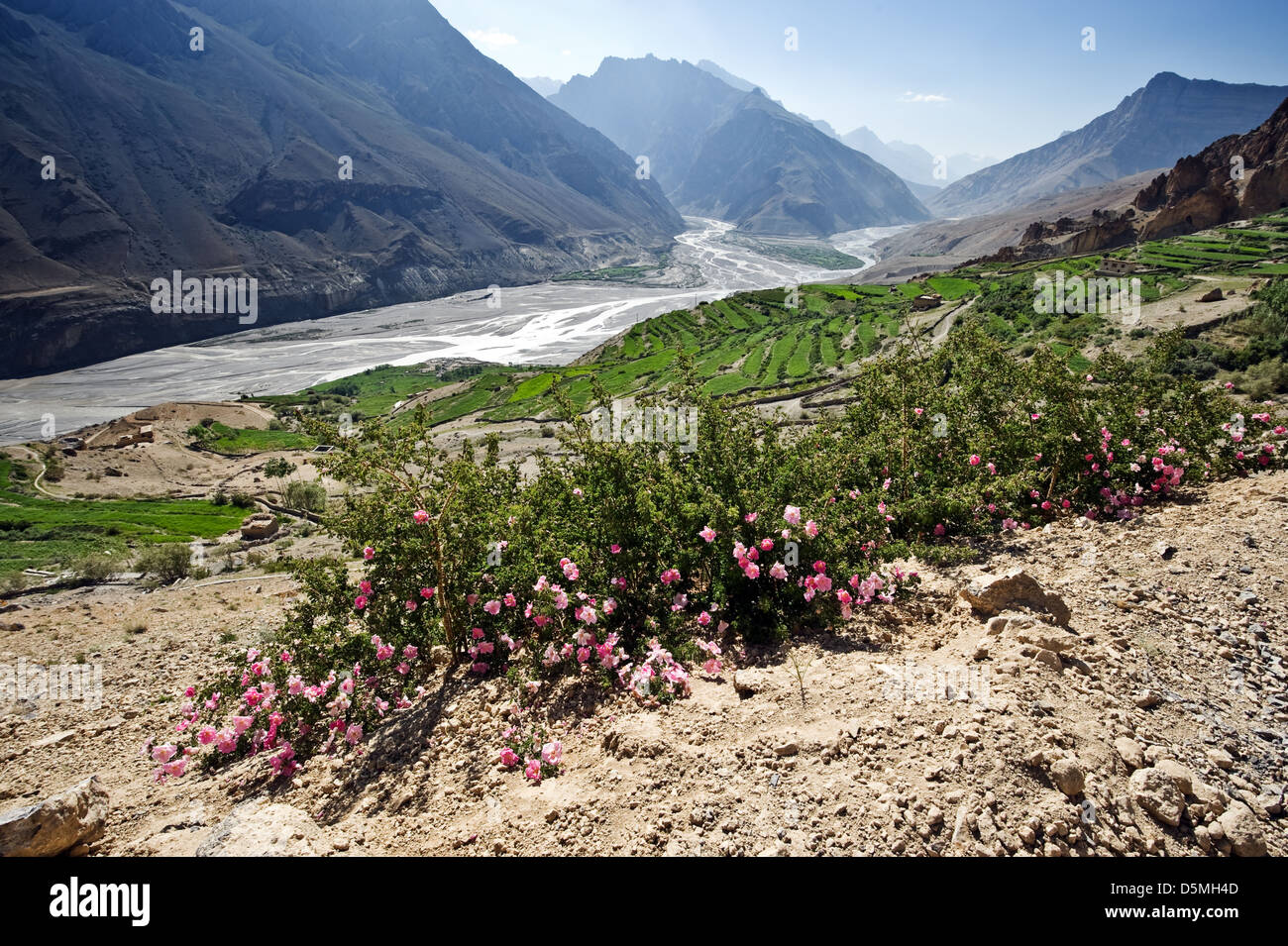 himalayas mountain and river in summer time Stock Photo - Alamy