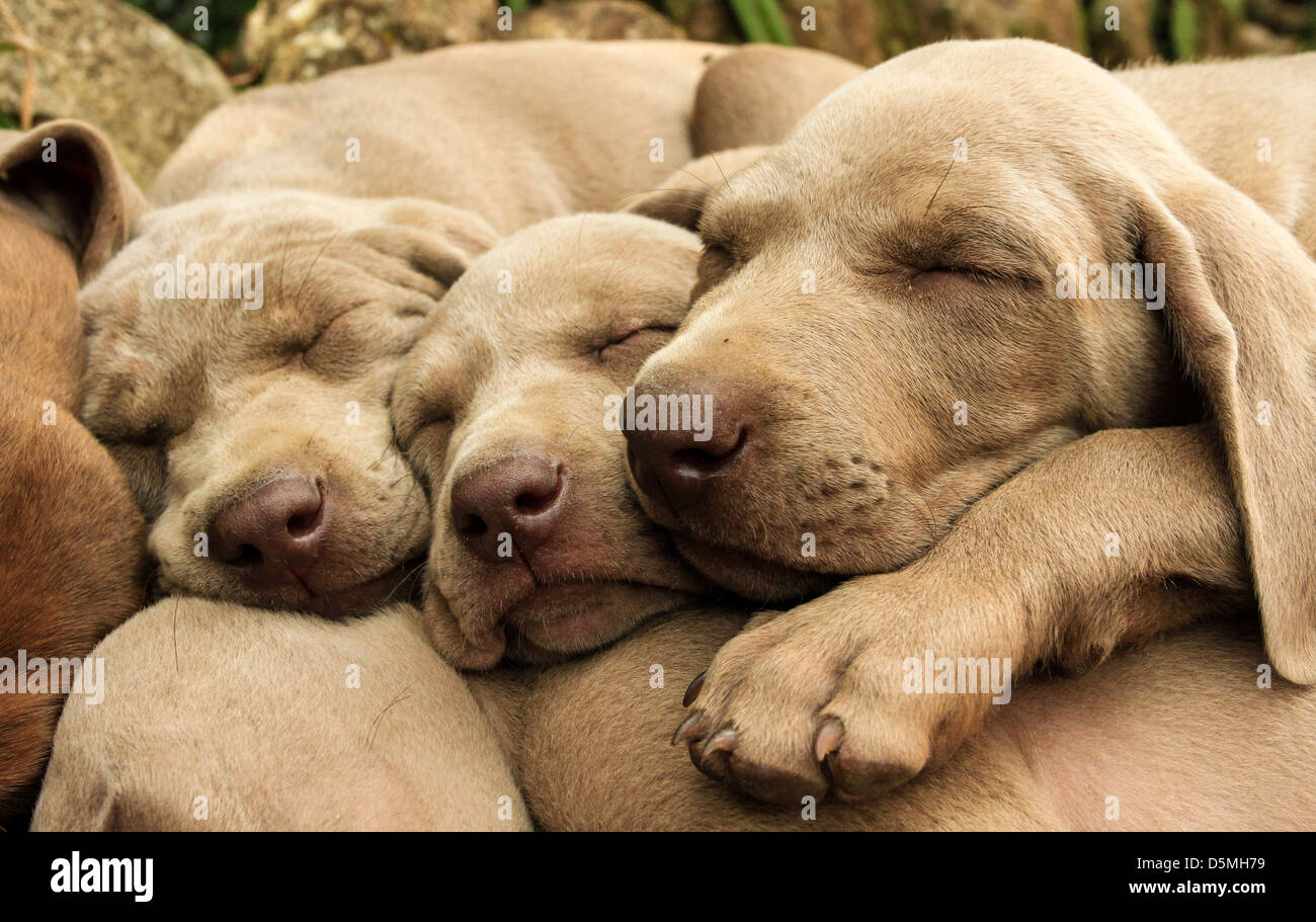 Nap time for a litter of mischievous Weimaraner puppies in Colombia ...