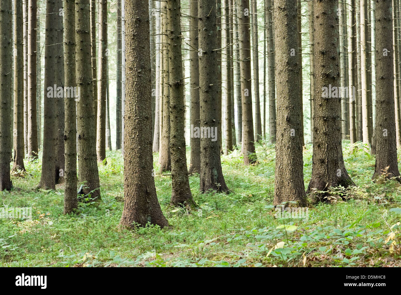 fairy tale fir tree forest Stock Photo - Alamy