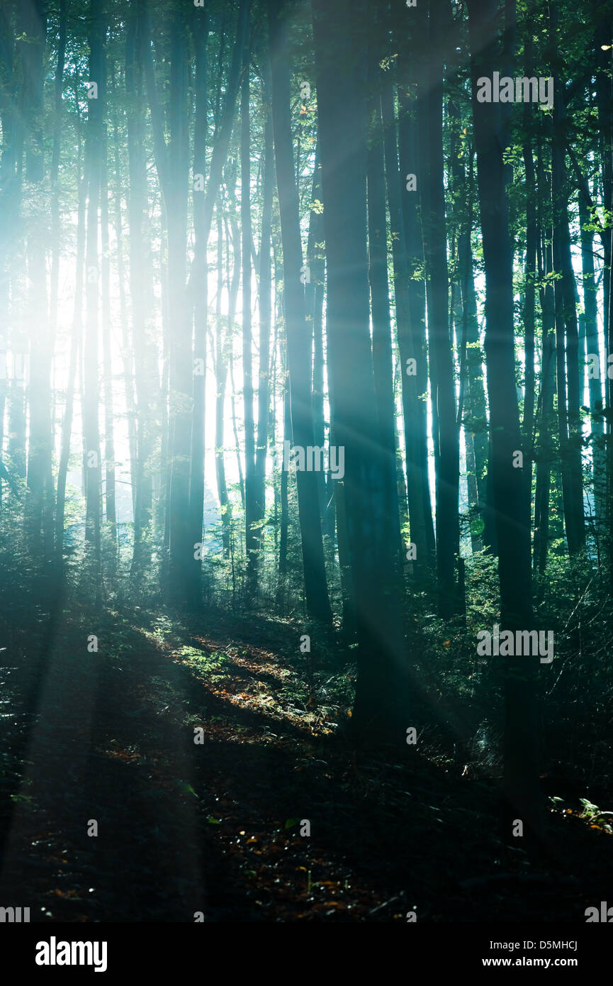 fairy tale fir tree forest Stock Photo - Alamy