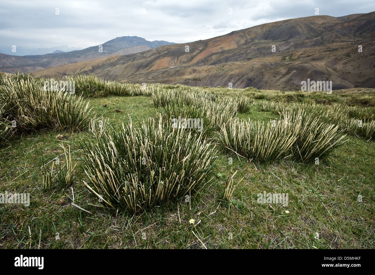 Landscape mountain tall grass in hi-res stock photography and images ...