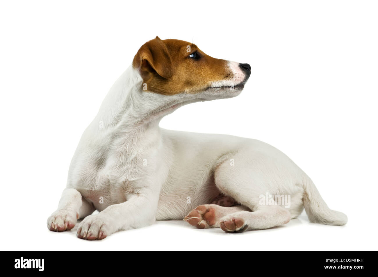 Russell jack Cut Out Stock Images & Pictures - Alamy