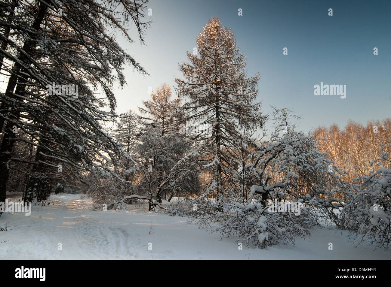 Winter landscape with trees covered by snow Stock Photo - Alamy