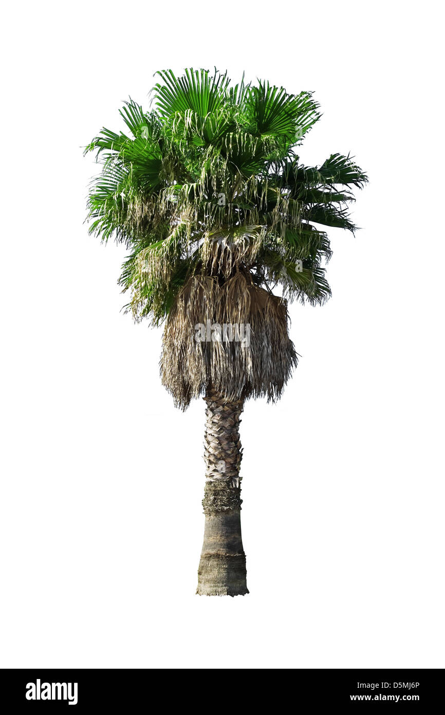 palm tree isolated on white Stock Photo - Alamy