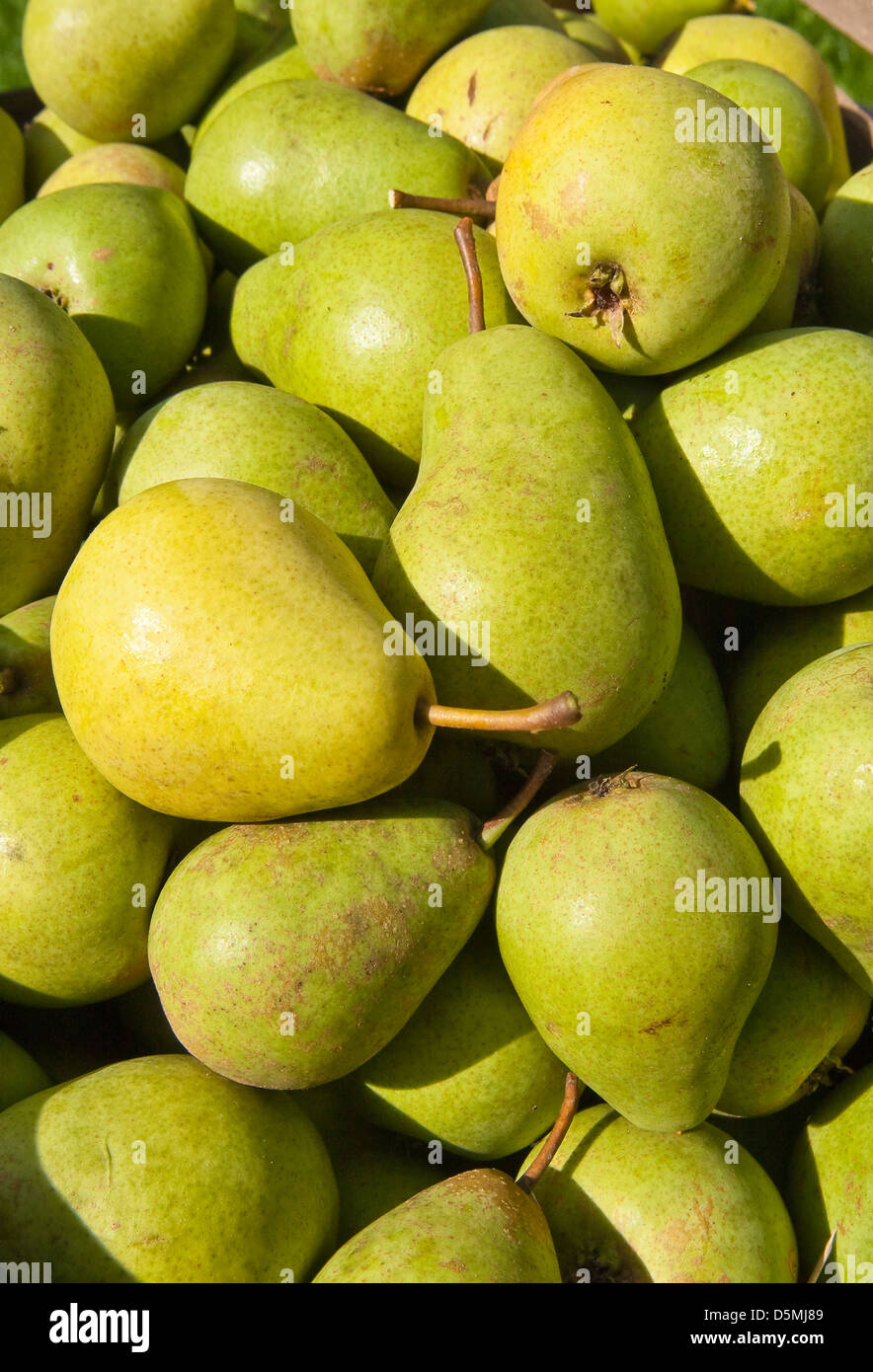 The reaped crop of pears from an orchard Stock Photo - Alamy