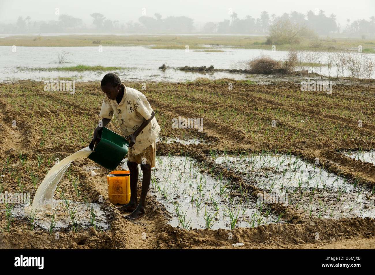 Africa NIGER Zinder, village Zongon Soumaguela, Caritas project food ...