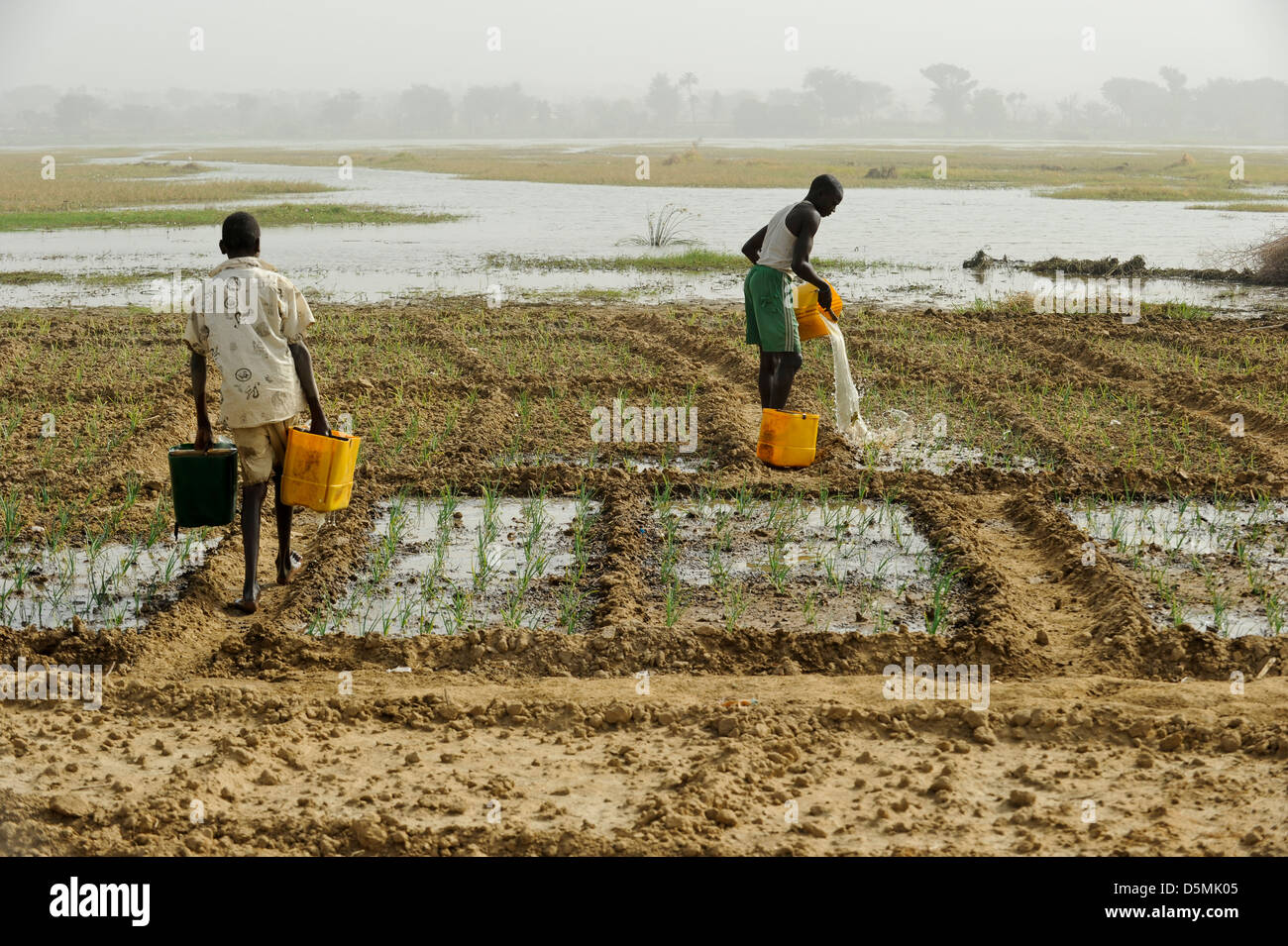 Africa NIGER Zinder, village Zongon Soumaguela, Caritas project food ...