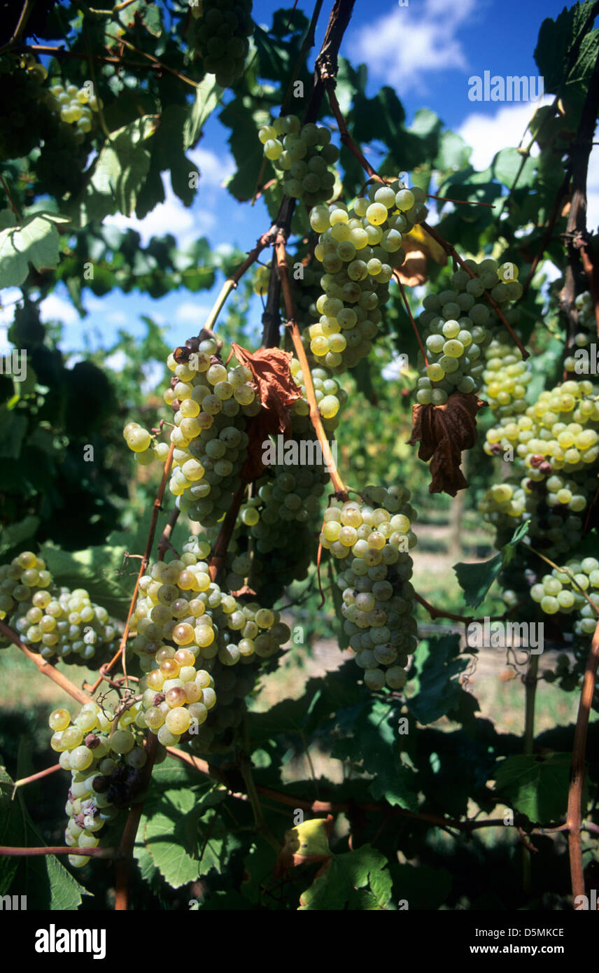 Australia, Victoria, generic, Wine industry, grapes on vine, Semillon ...