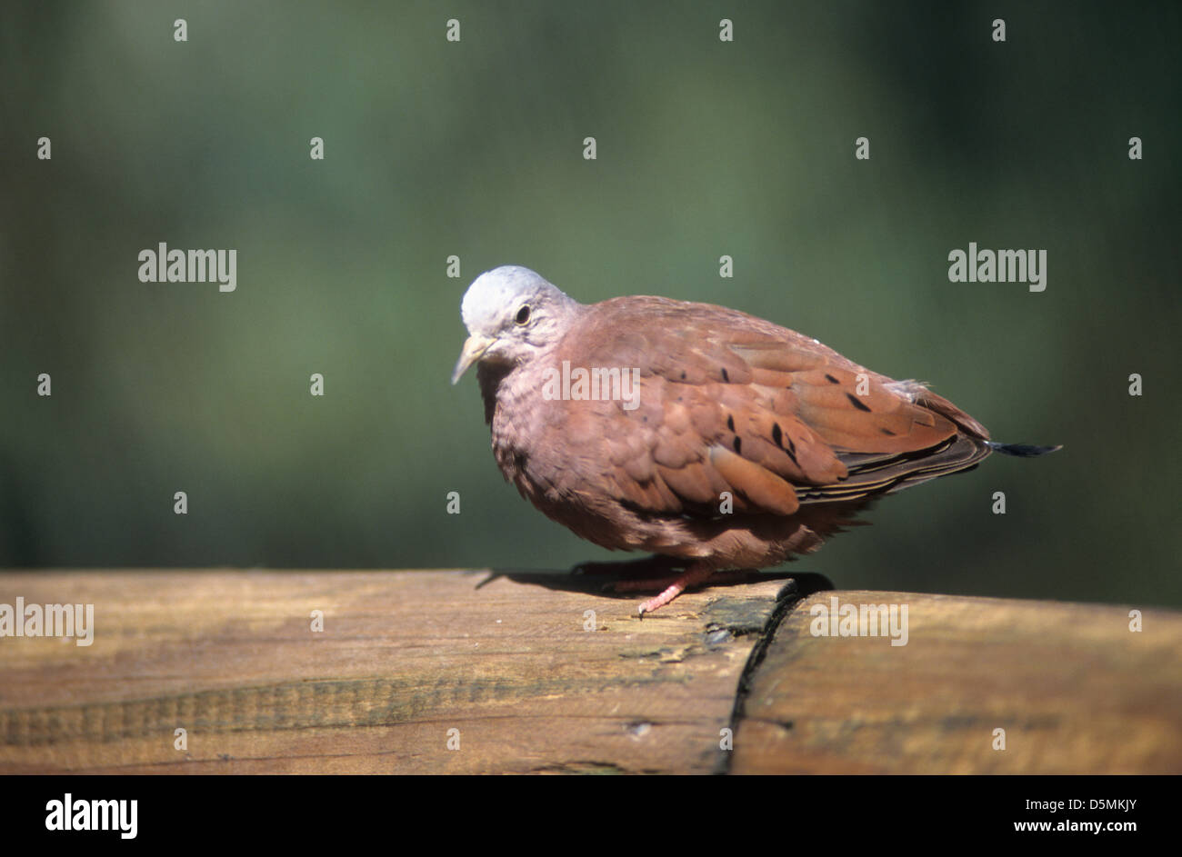 Australia, native birds, Bar shouldered dove (Geopelia humeralis ...