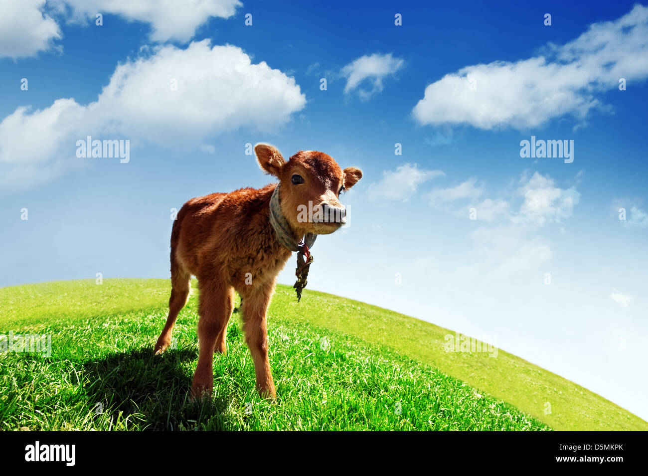 small calf on green field Stock Photo - Alamy