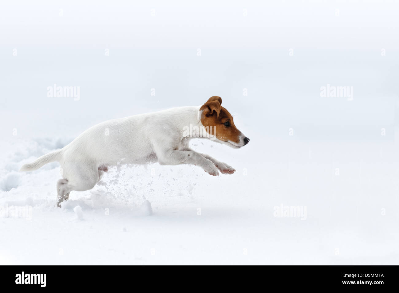 Jumping jack russell dog hi-res stock photography and images - Alamy