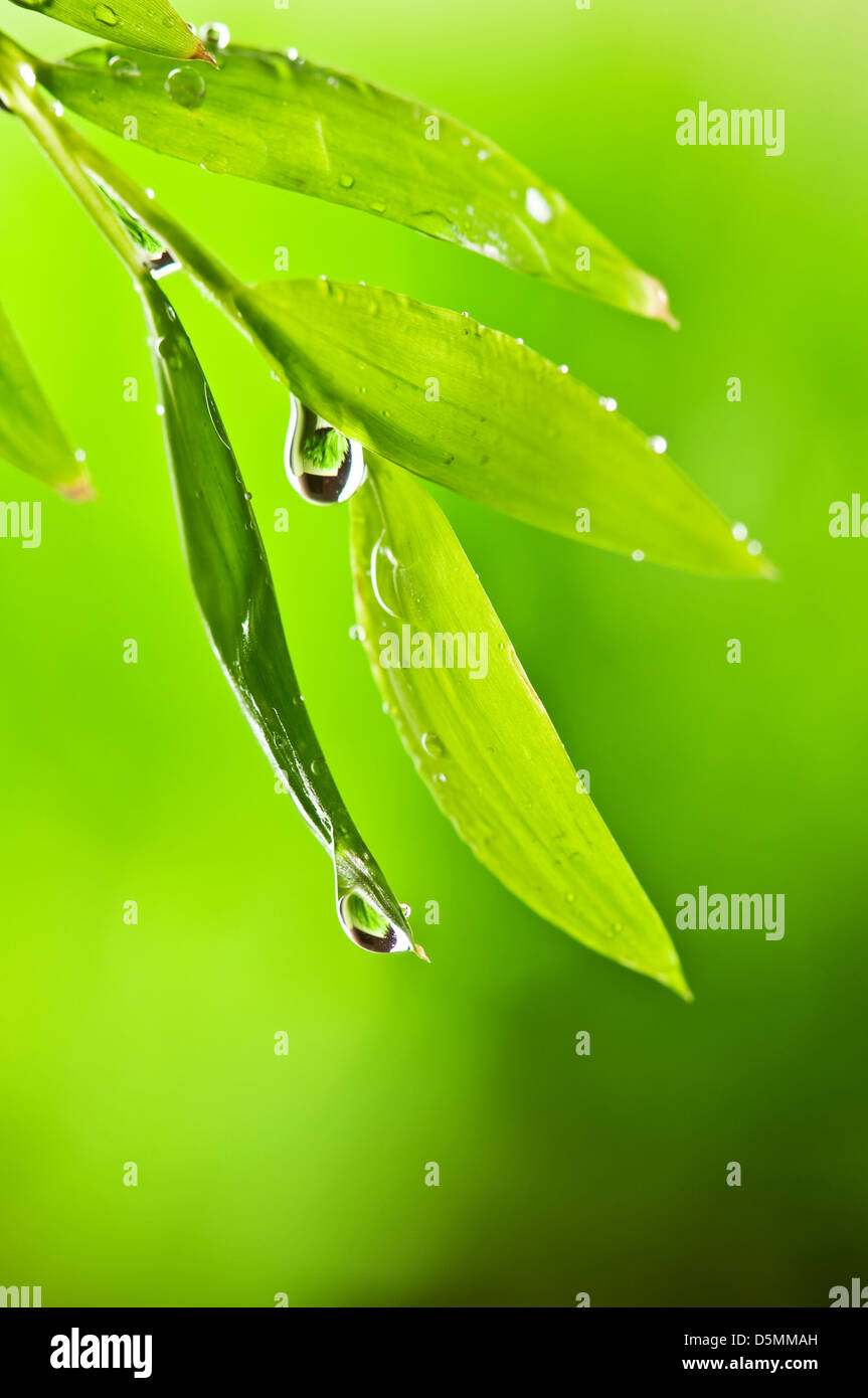 green leaf background with raindrops Stock Photo - Alamy
