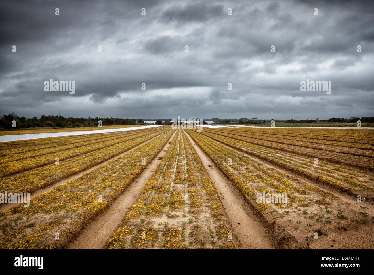 Seedbed hi-res stock photography and images - Alamy