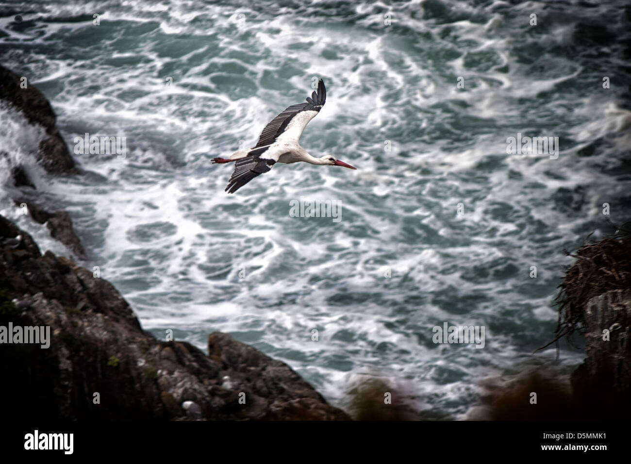 wading bird near ocean Stock Photo - Alamy
