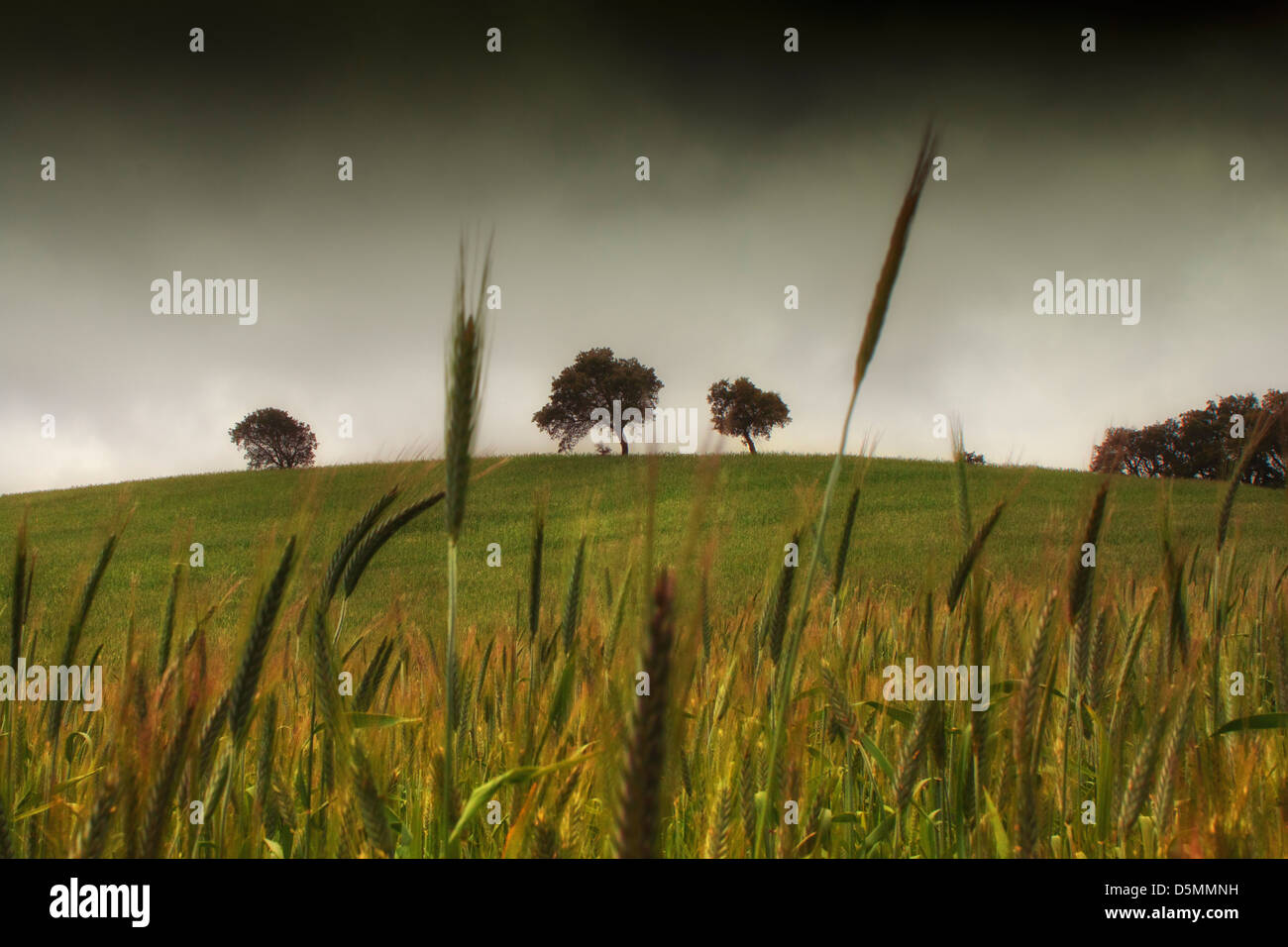 Rural landscape with stormy sky Stock Photo - Alamy