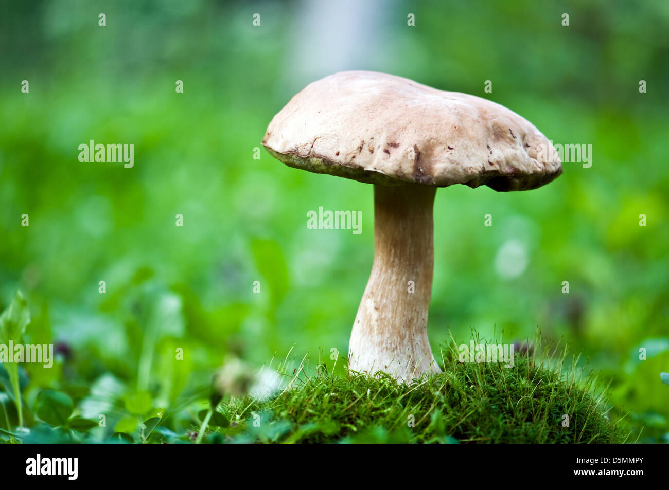 mushroom in forest close up Stock Photo - Alamy