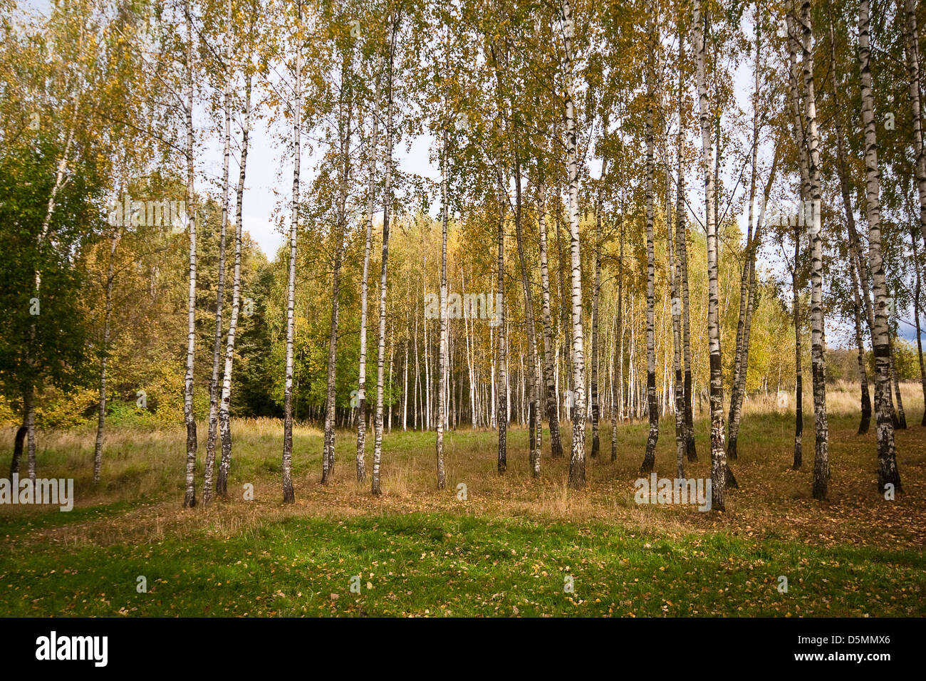 Birch grove in fall season Stock Photo - Alamy