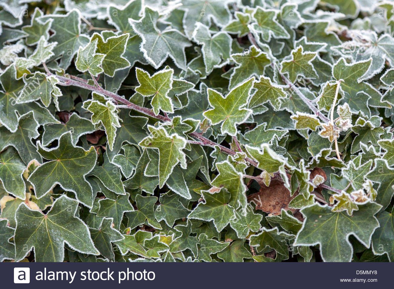 Ivy Frost High Resolution Stock Photography and Images - Alamy