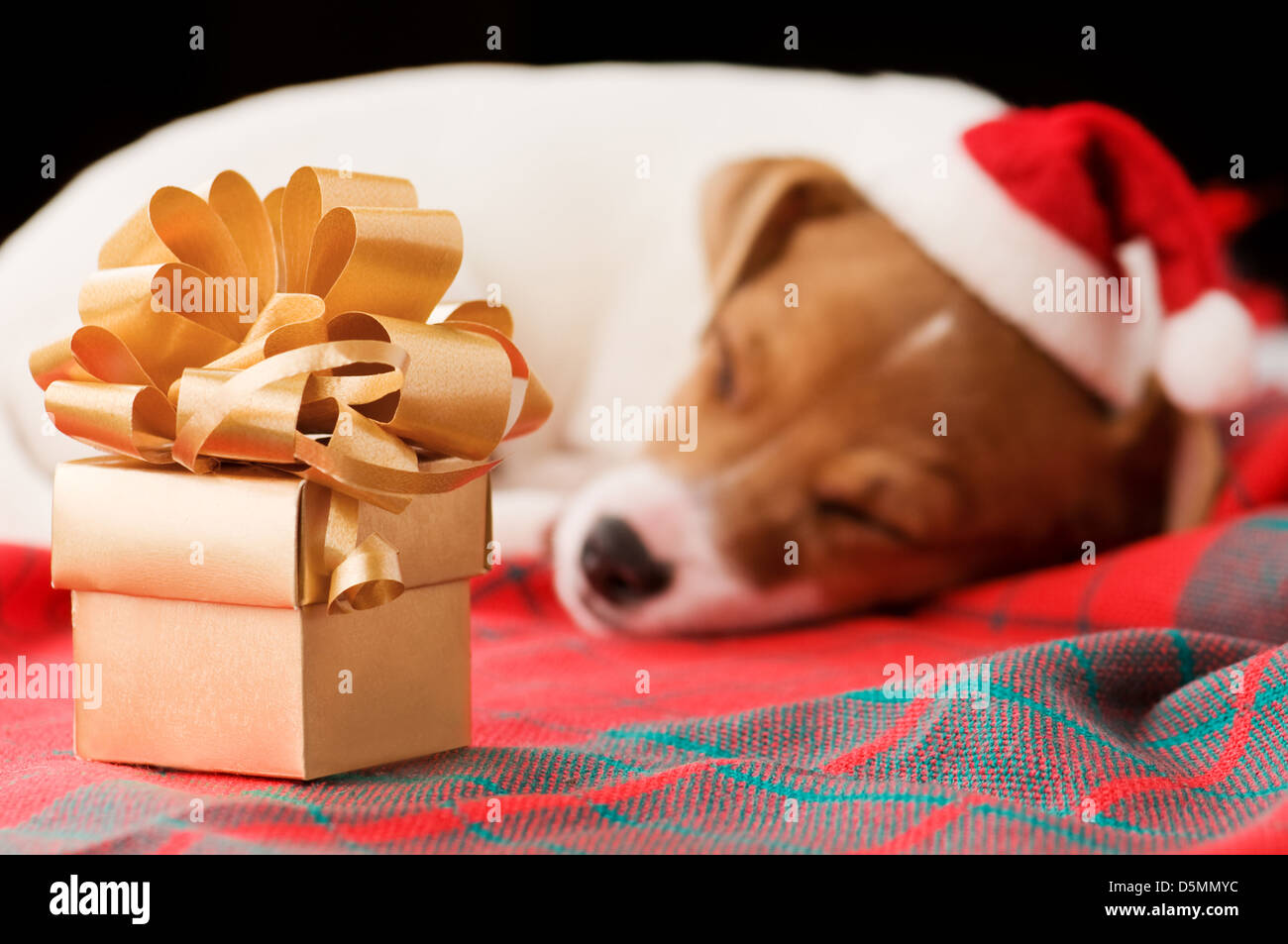 sleeping jack russel close up Stock Photo - Alamy