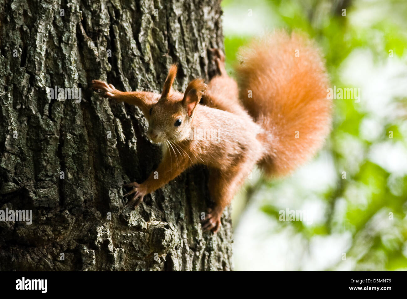 Squirrel sitting oak tree hi-res stock photography and images - Alamy
