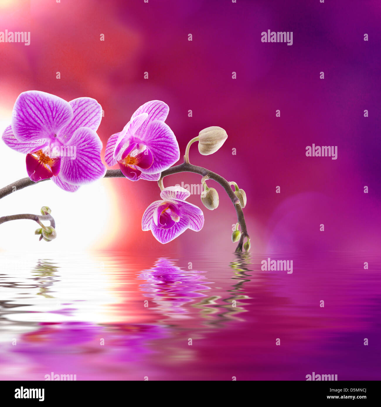 Violet flower icon hi-res stock photography and images - Alamy