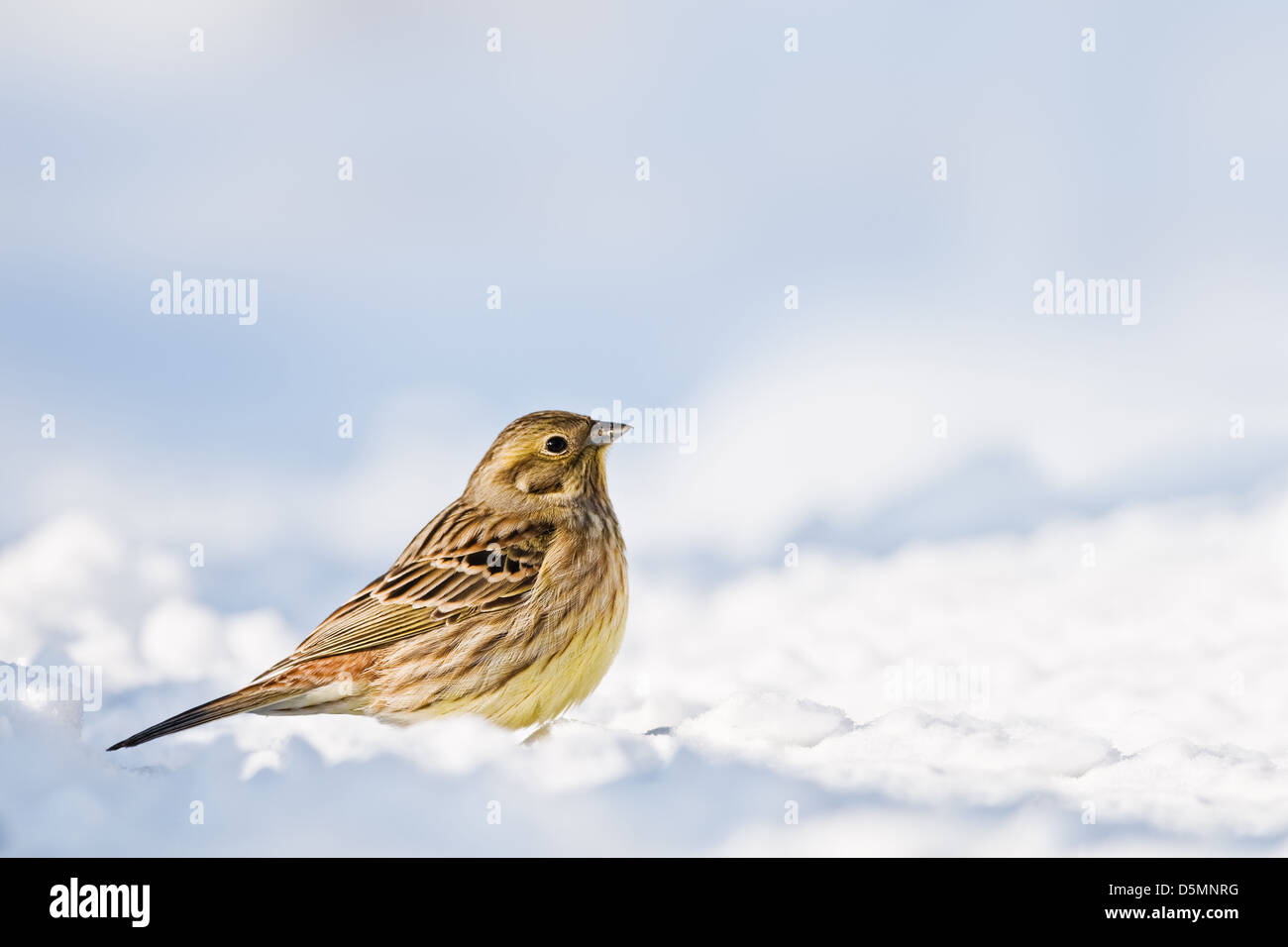 yellowhammer on snow close up Stock Photo - Alamy