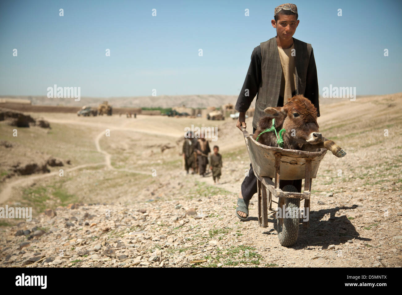 An Afghan villager carriers a sick calf in a wheel barrel at a new ...