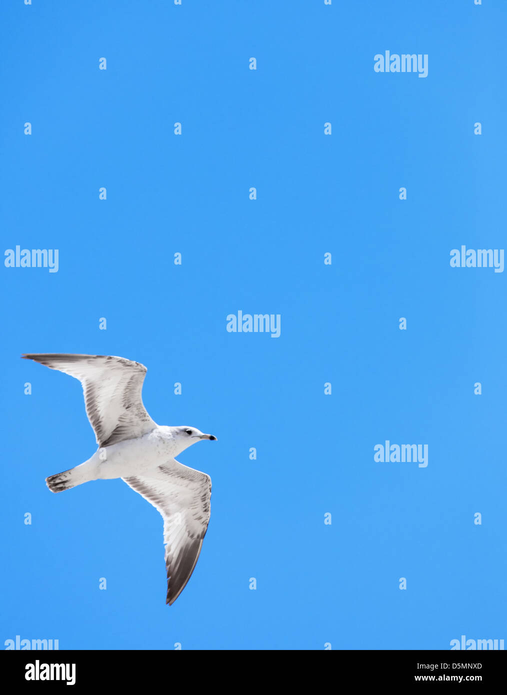 Lone seagull flying Stock Photo - Alamy