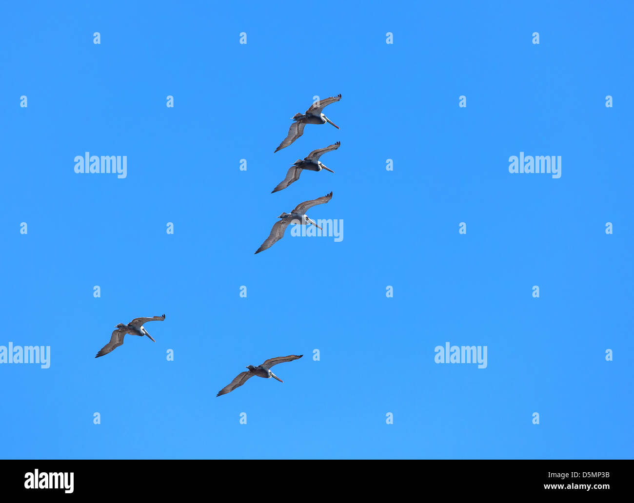 Pelicans flying formation hi-res stock photography and images - Alamy