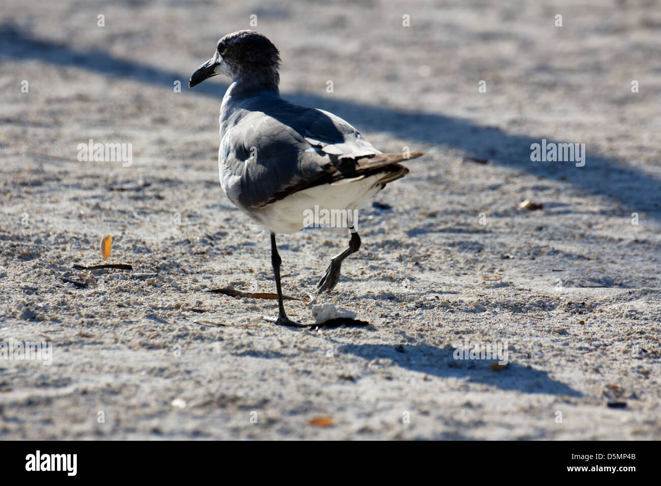 Seagull walking away from the camera on a beach Stock Photo - Alamy