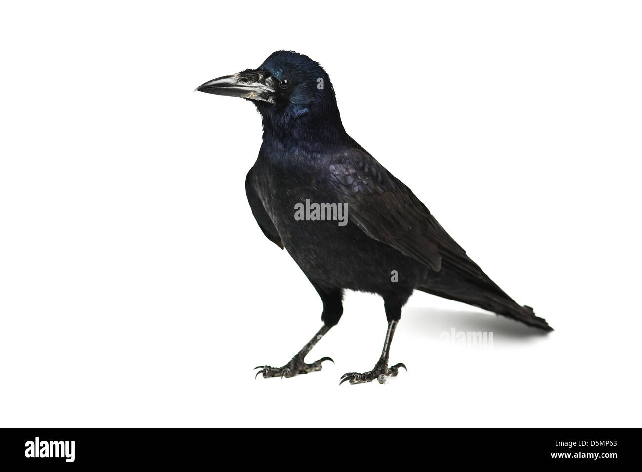 Crow raven black bird Cut Out Stock Images & Pictures - Alamy