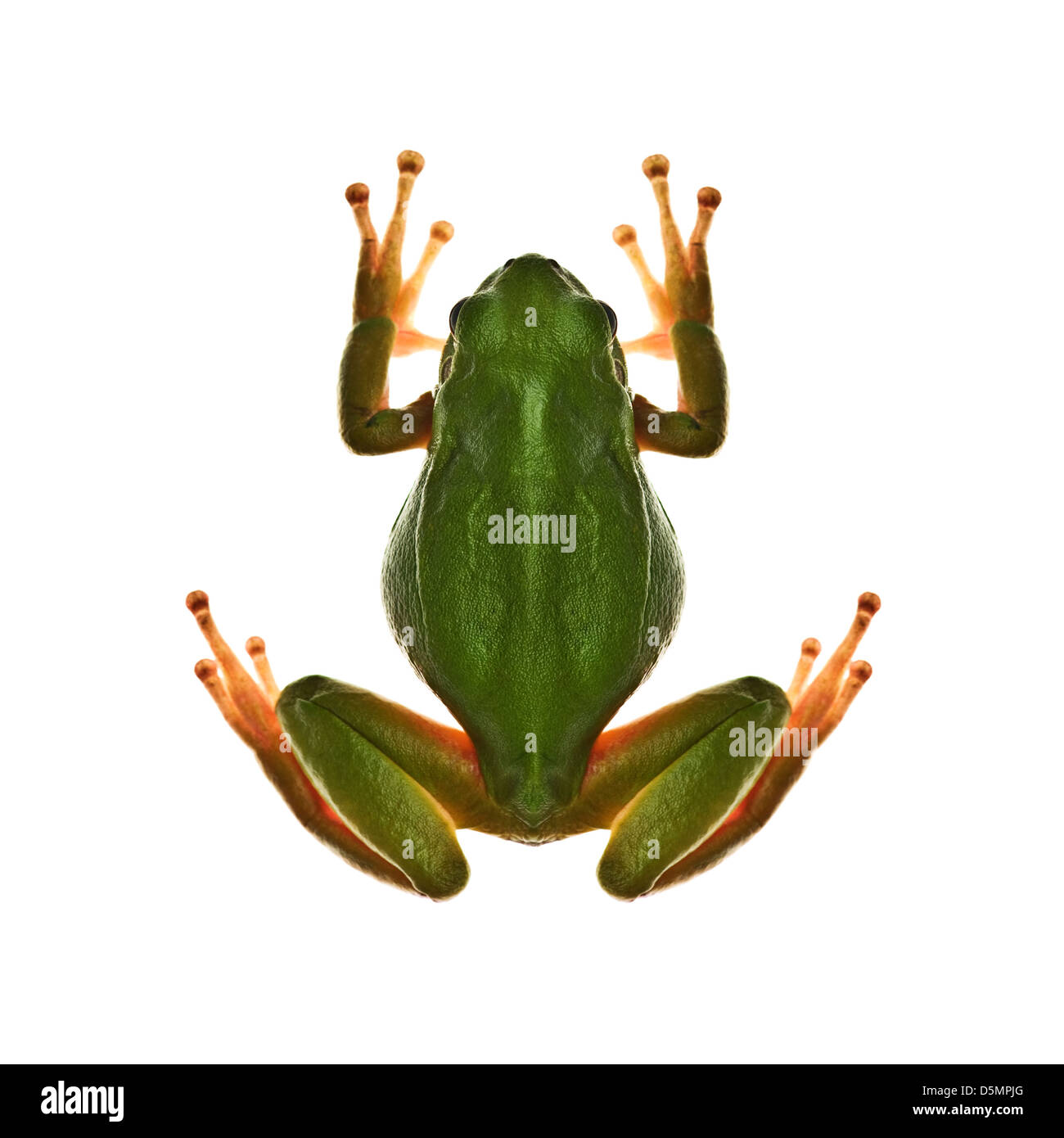 Isolated tree frog hi-res stock photography and images - Alamy