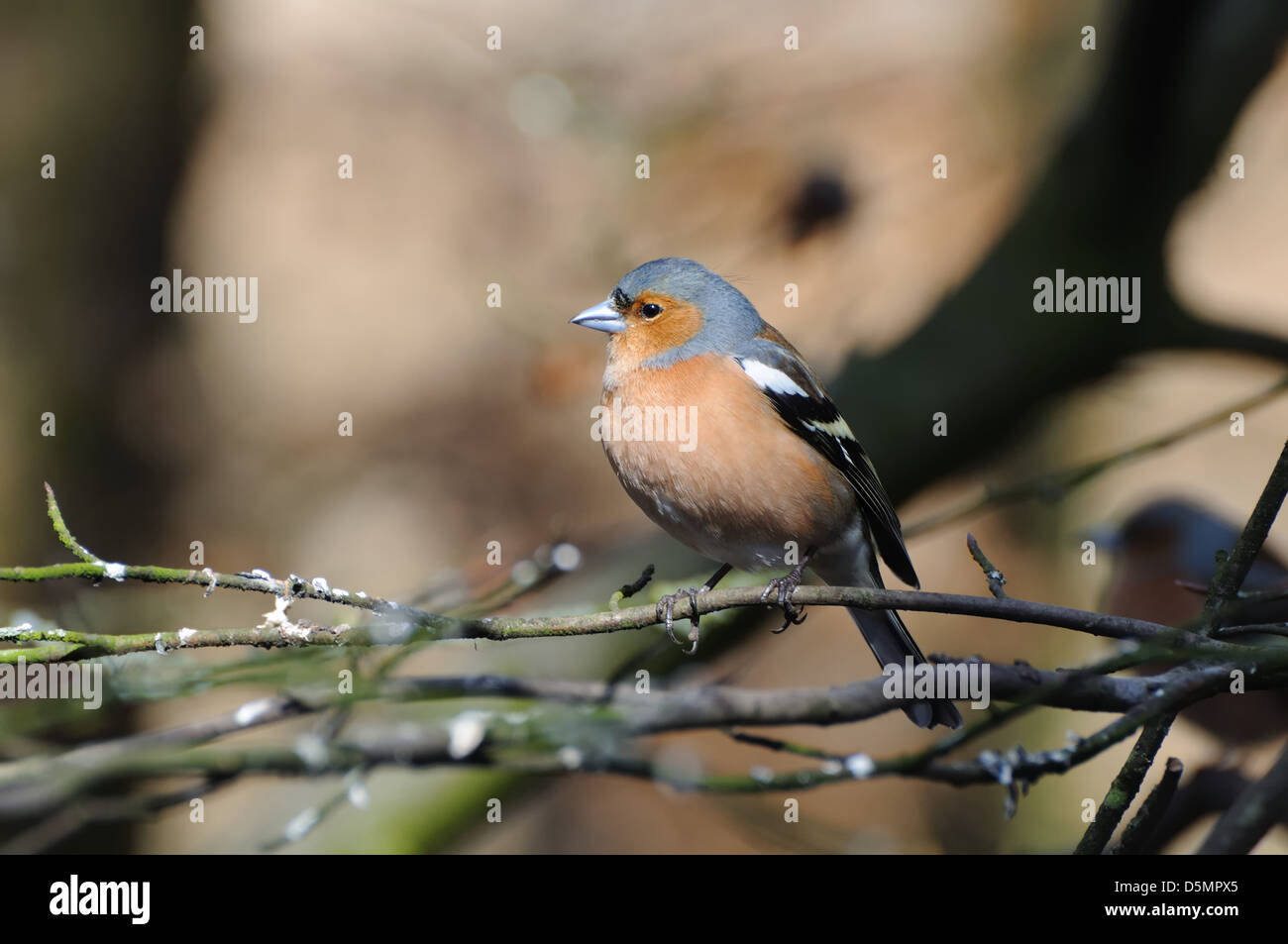 Small chaffinch hi-res stock photography and images - Alamy
