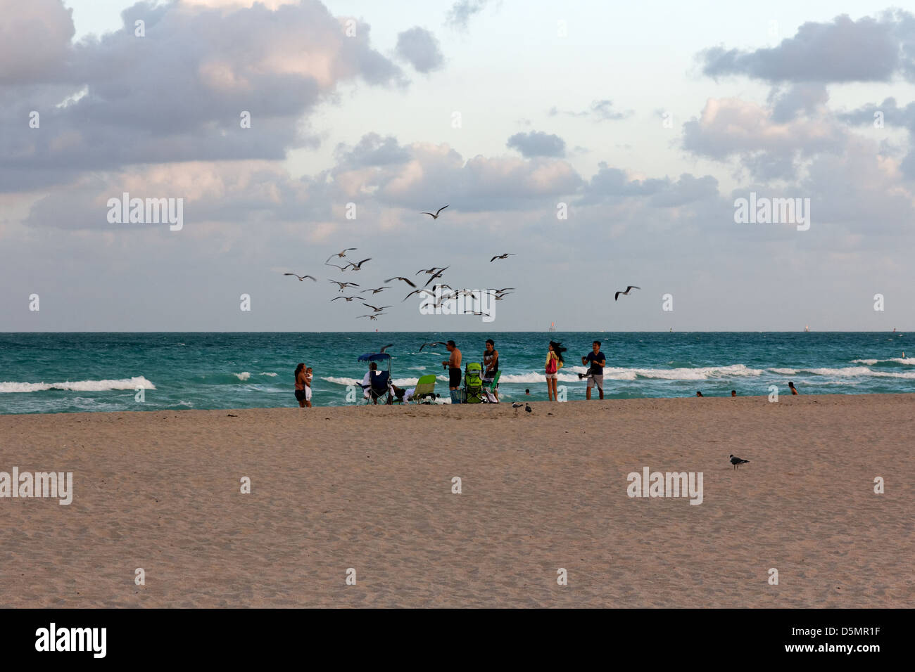 Group on beach in Miami with a swarm of seagulls overhead Stock Photo ...