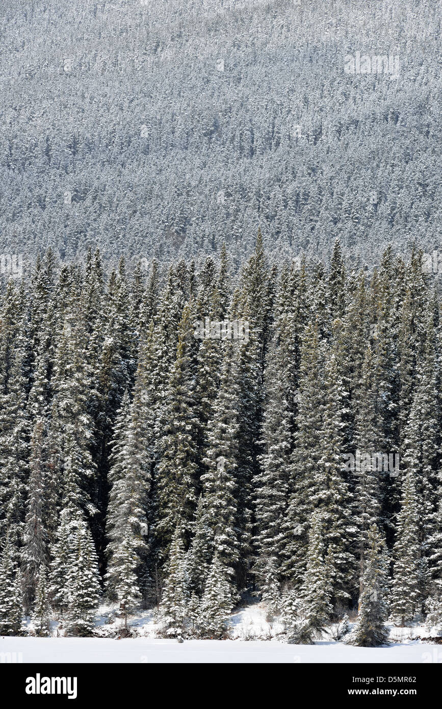 Tall mature hi-res stock photography and images - Alamy