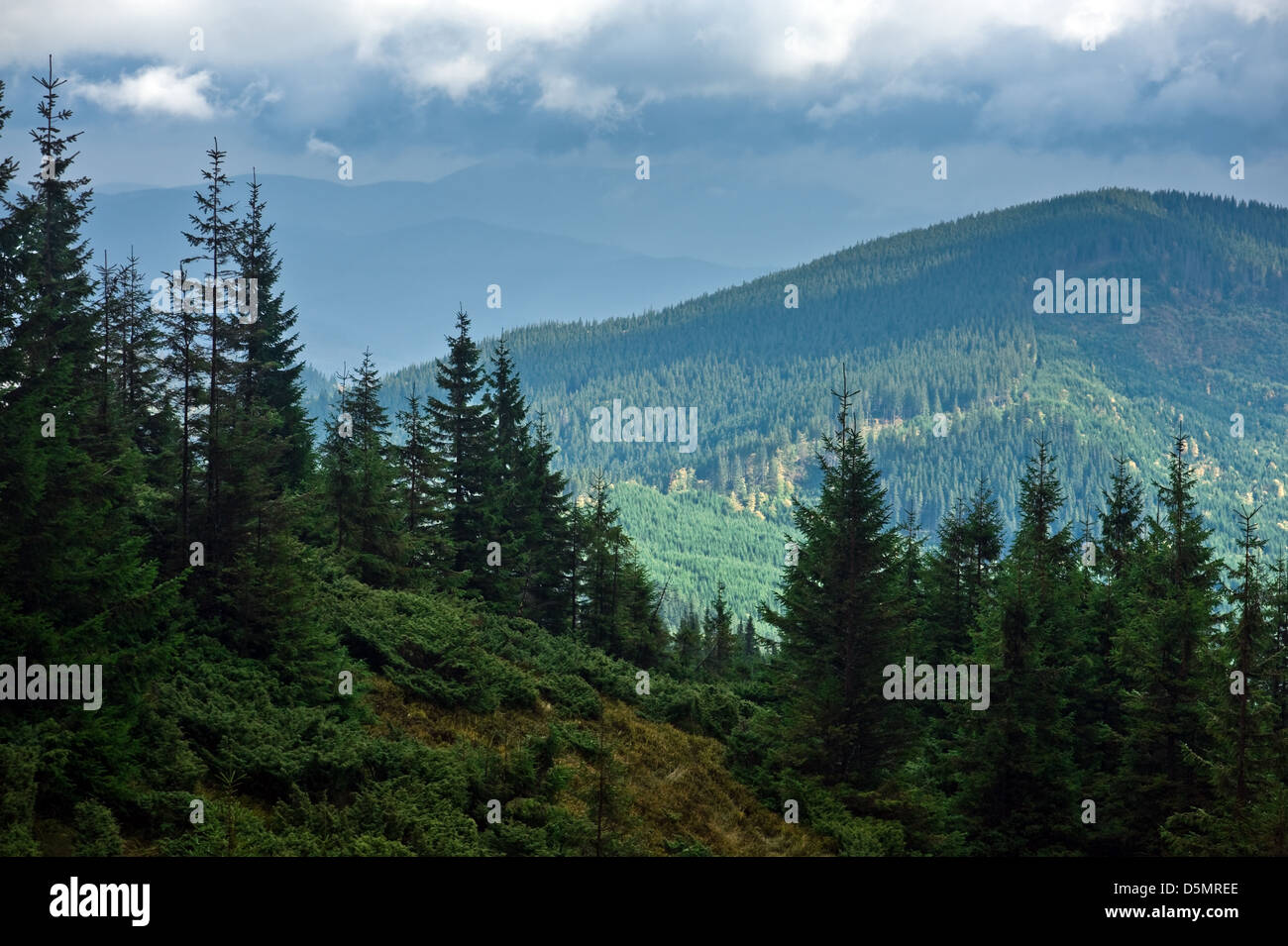 Carpathians mountain in summer time Stock Photo - Alamy