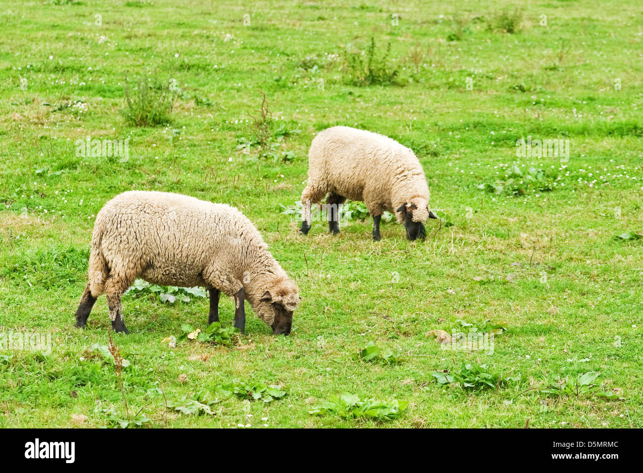three sheeps on green meadow Stock Photo - Alamy